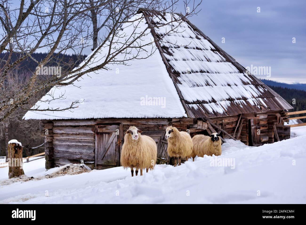 Fleece covered sheep hi-res stock photography and images - Alamy