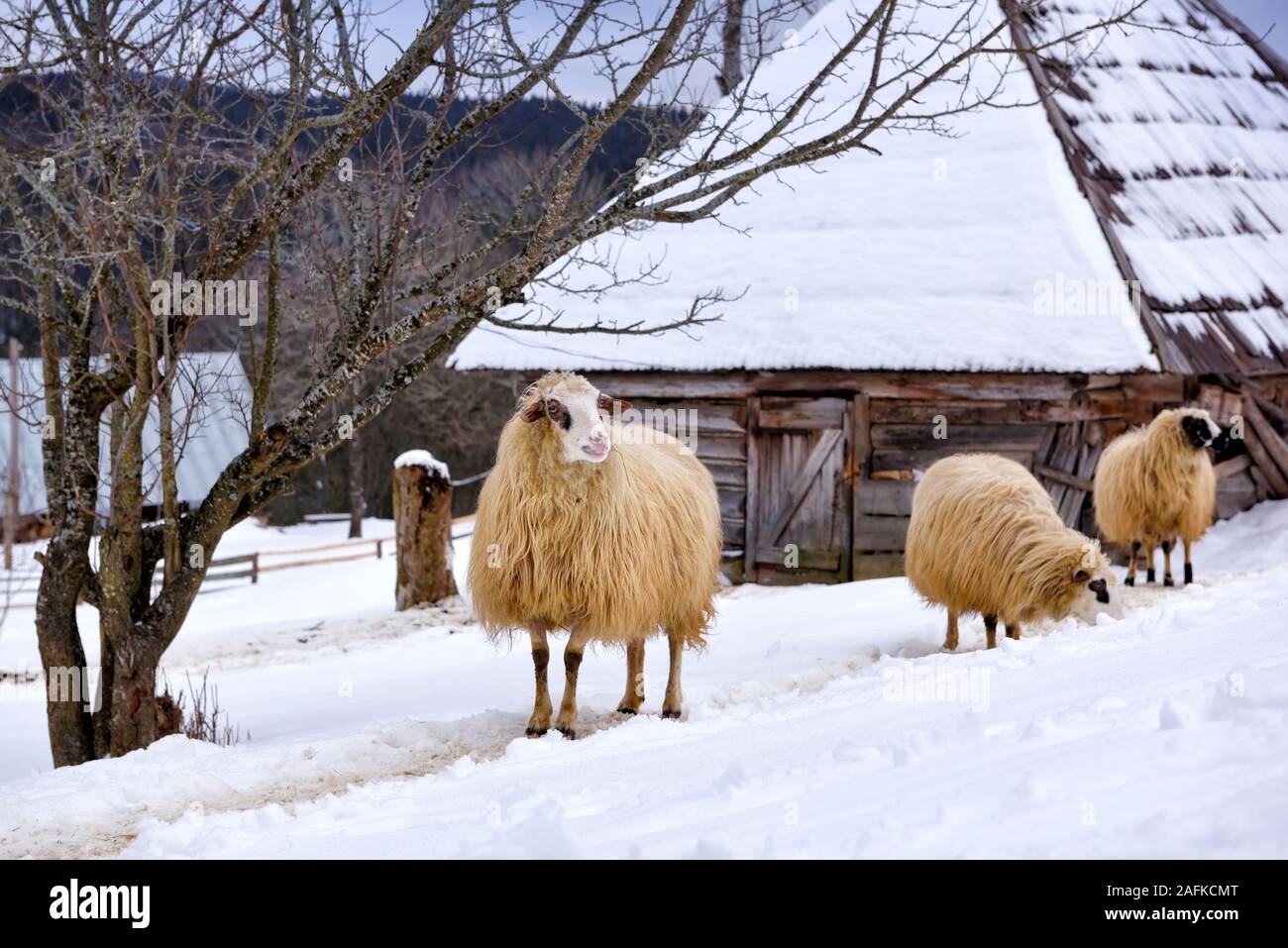 Fleece covered sheep hi-res stock photography and images - Alamy
