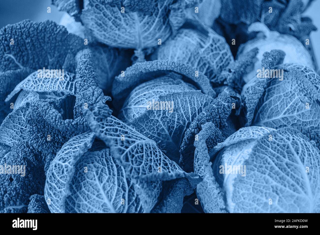 Closeup cabbage background in trendy classic blue color Stock Photo - Alamy