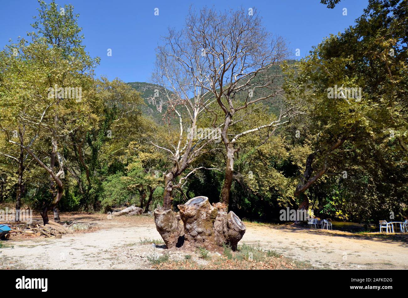 Greece, Epirus, landscape with trees along Louros river Stock Photo - Alamy