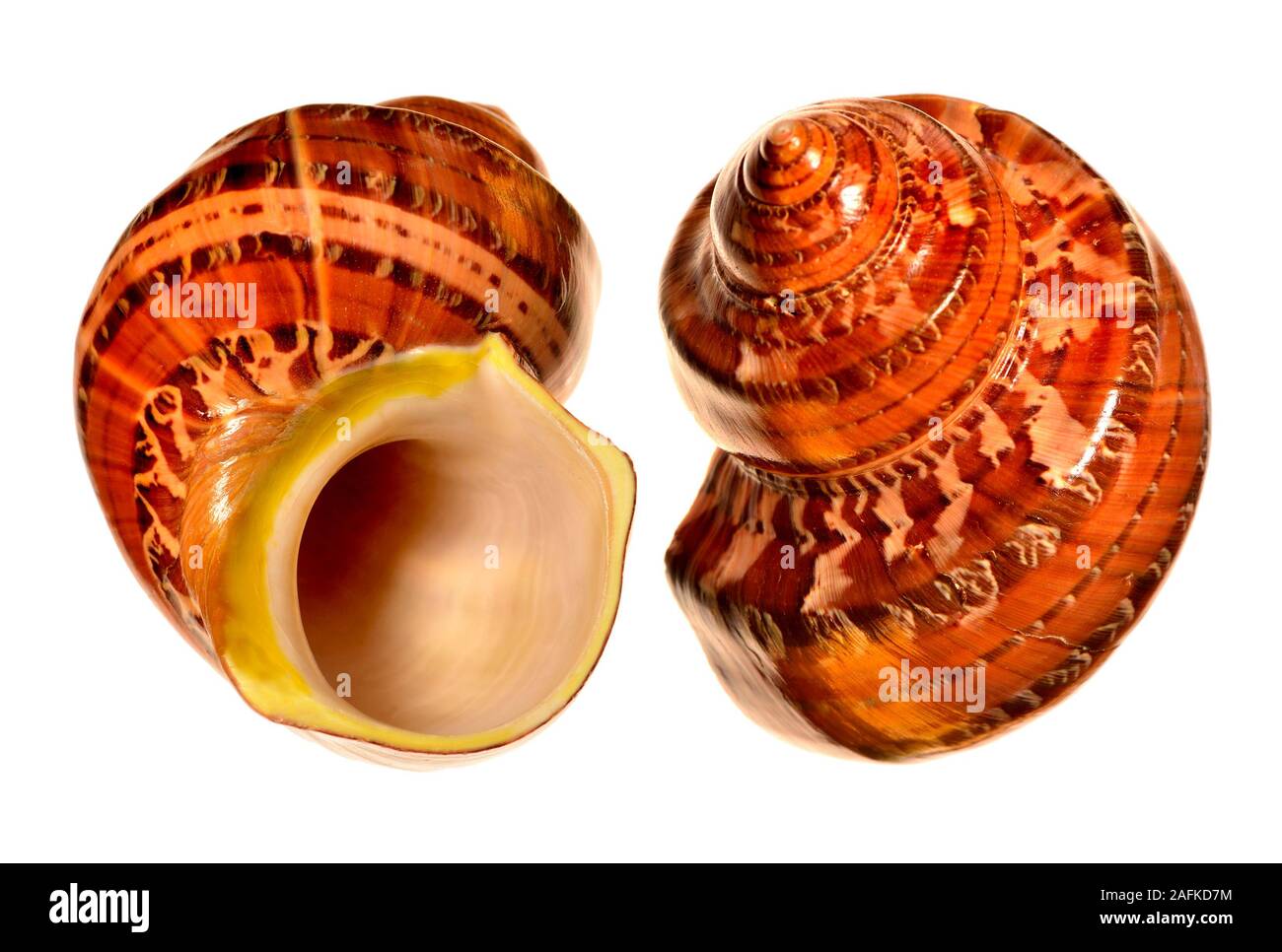 Tapestry Turban / Turbo shell (Turbo petholatus) c6cm. Region: Indo ...