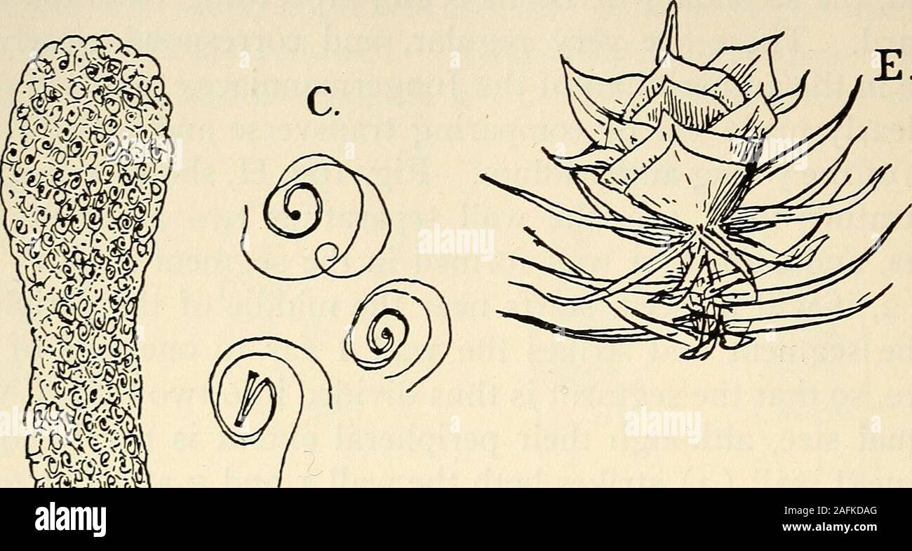 Antheridium hi-res stock photography and images - Alamy