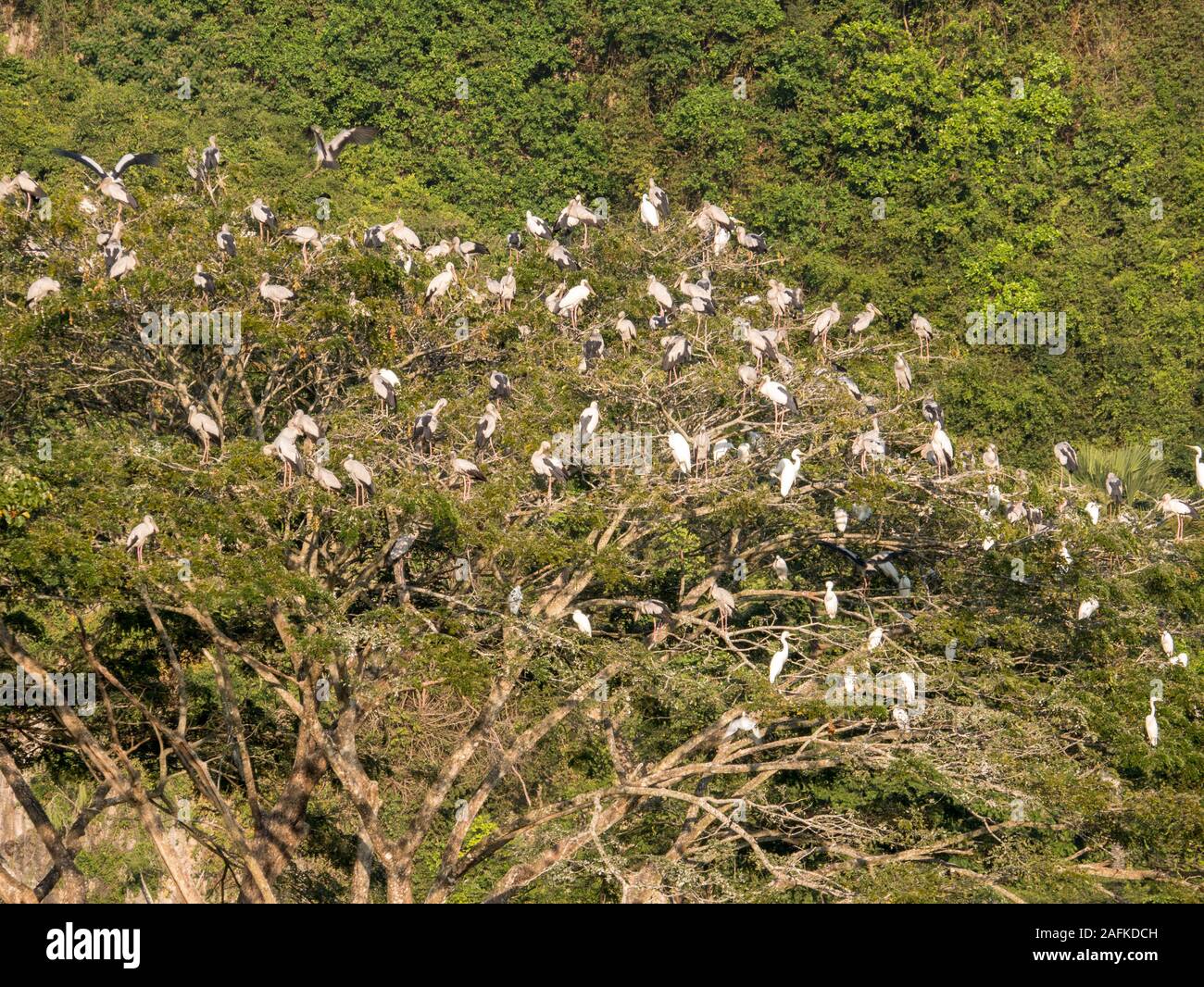 Flock Wallpaper Vector High Resolution Stock Photography and Images - Alamy