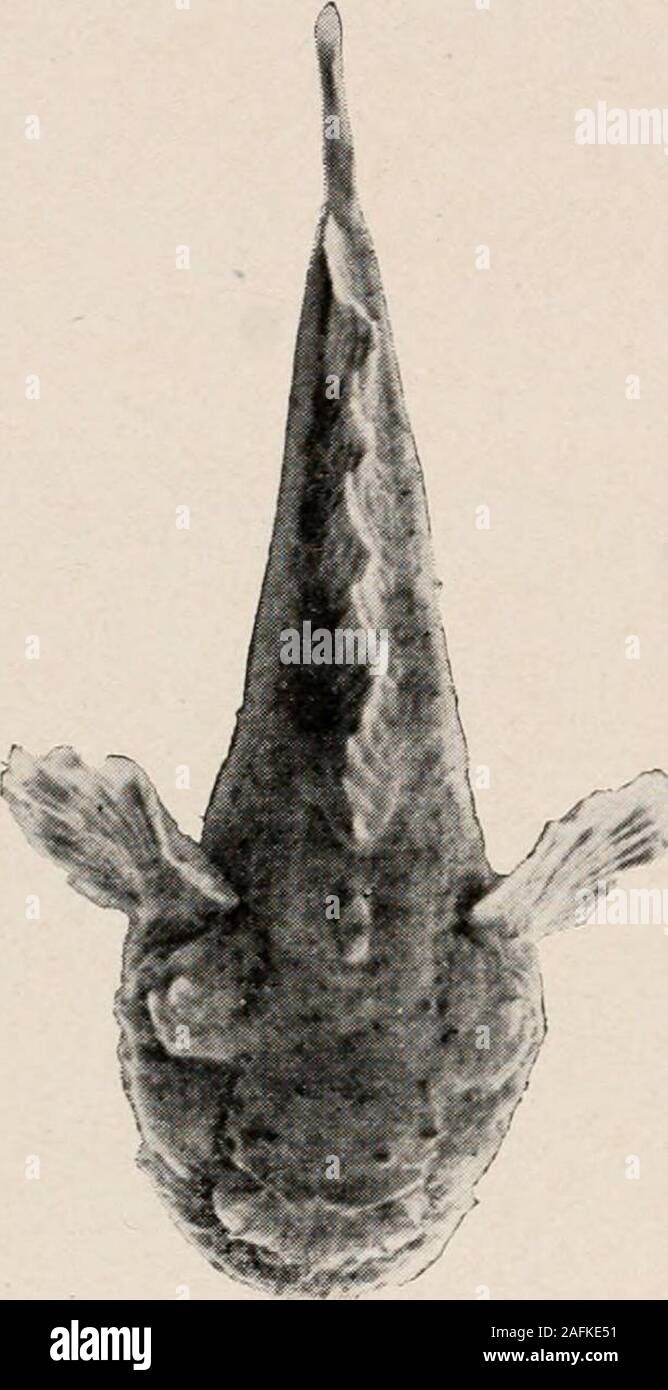 Seed operculum hi-res stock photography and images - Alamy