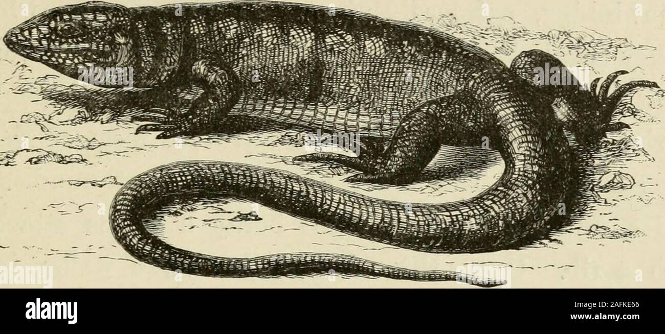 . The Bible and science. he sauropsidae, in having askull united to the ...