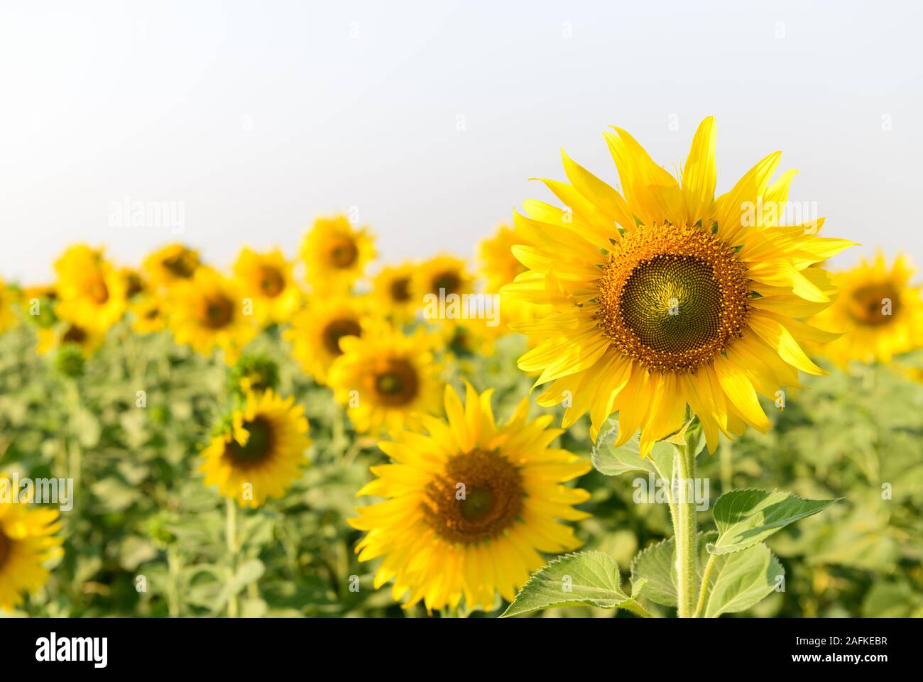Beautiful sunflower field on summer with white sky at Lop buri province ...