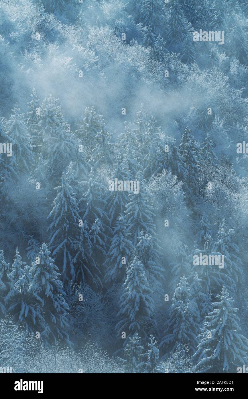 Treeline fog seasons hi-res stock photography and images - Alamy