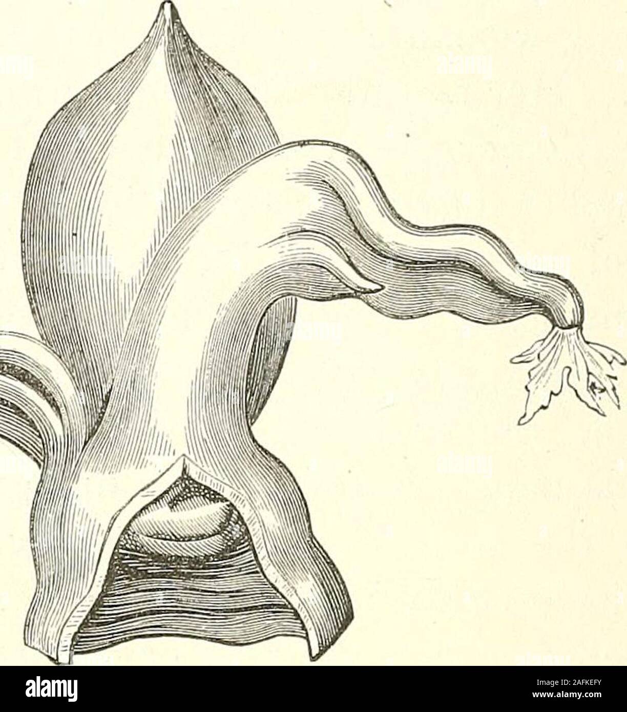 Double uterus hi-res stock photography and images - Alamy