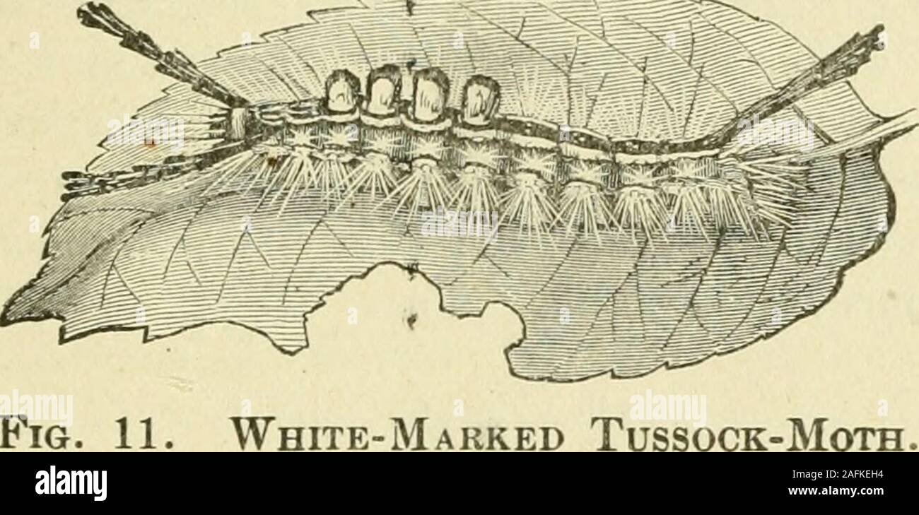 Leucostigma hi-res stock photography and images - Alamy