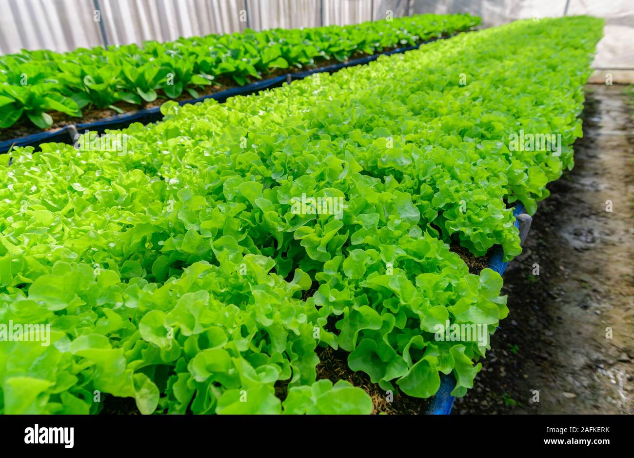 Green Oak Lettuce in organic farm at Lop buri, THAILAND, vegetables and ...