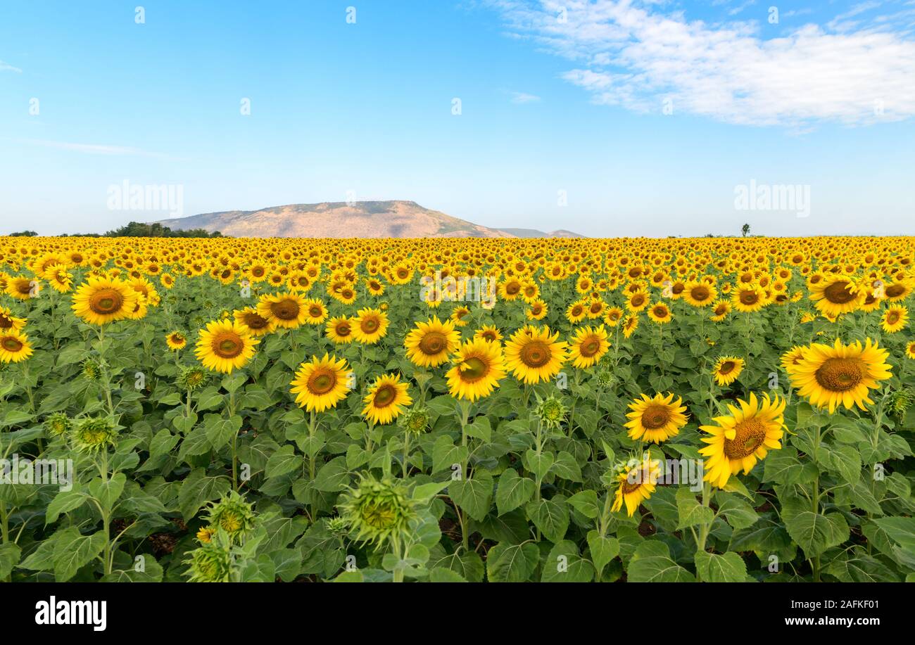 Beautiful sunflower field on summer with blue sky and white cloudy at ...