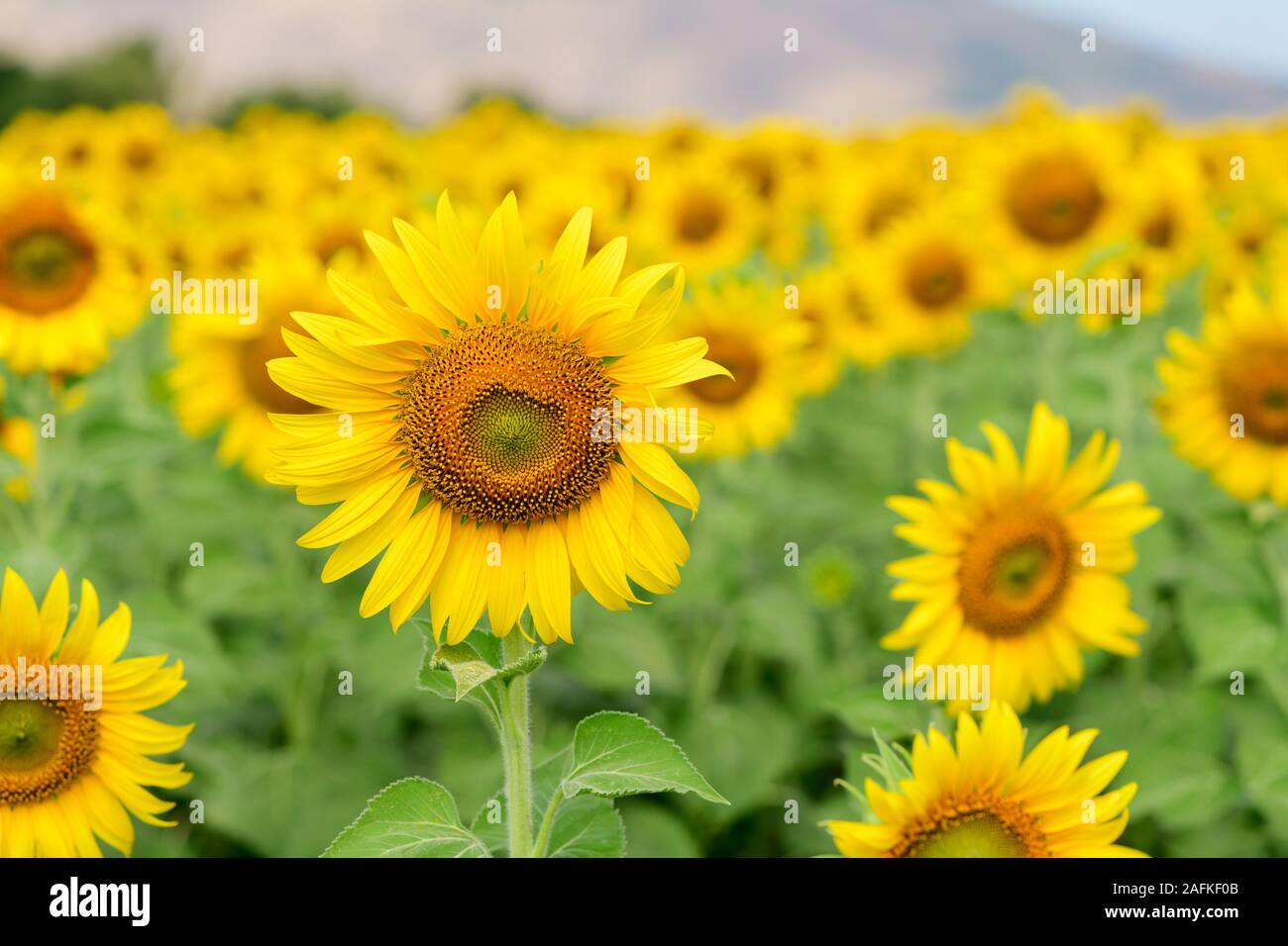 Beautiful sunflower field on summer at Lop buri province,THAILAND Stock ...