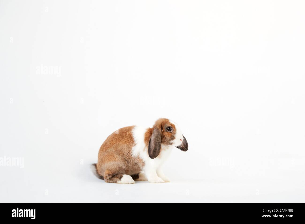 Studio Portrait Of Miniature Brown And White Flop Eared Rabbit Sitting ...