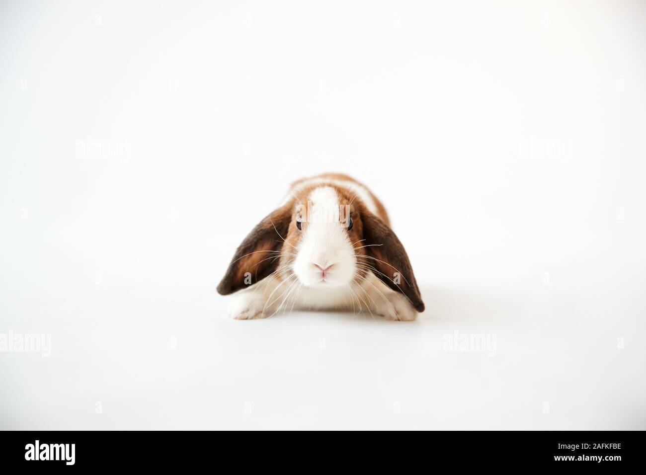 Rabbit bunny flop hi-res stock photography and images - Alamy