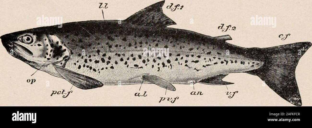 Operculum Fish Stock Photos & Operculum Fish Stock Images - Alamy