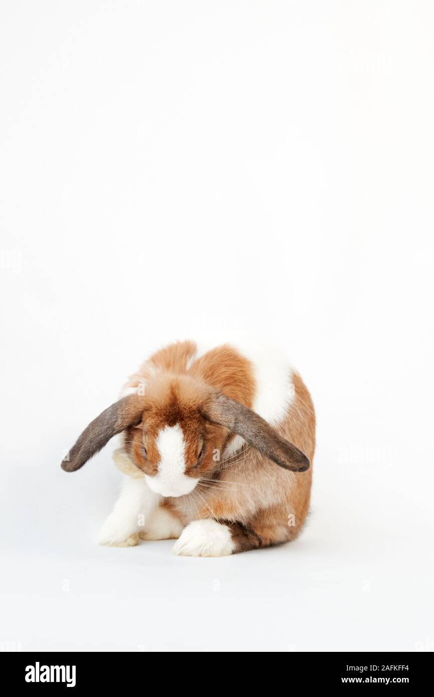 Rabbit cleaning hi-res stock photography and images - Alamy