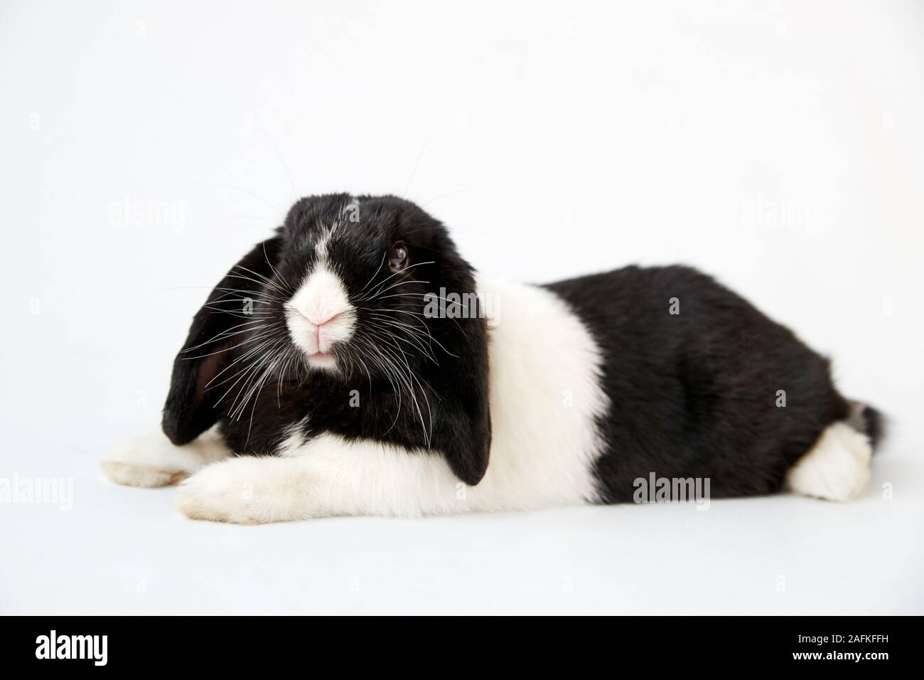 Rabbit bunny flop hi-res stock photography and images - Alamy