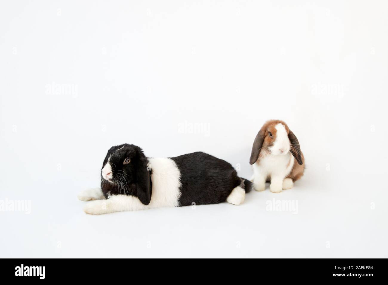 Studio Portrait Of Two Miniature Black And White Flop Eared Rabbits On ...
