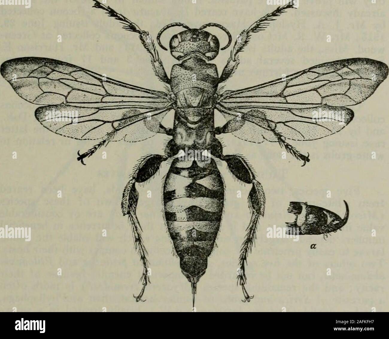 Mutillids hi-res stock photography and images - Alamy