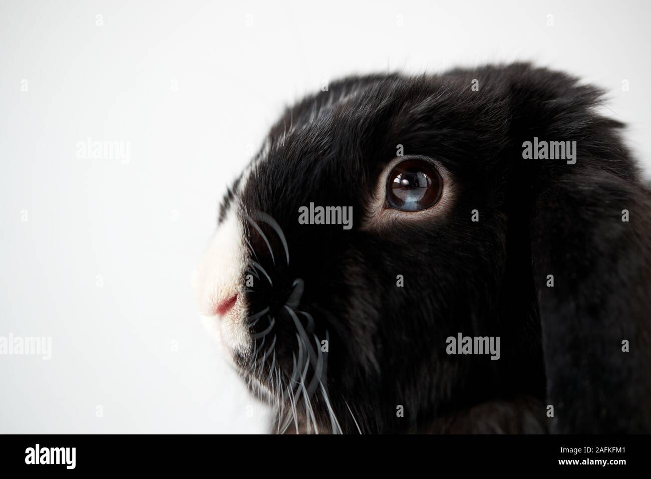 Close Up Of Miniature Black And White Flop Eared Rabbit Lying On White ...