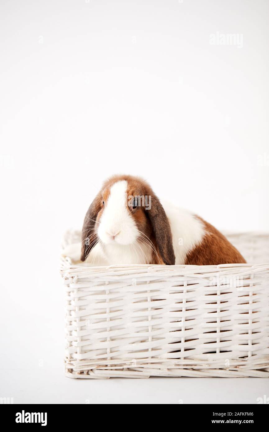 Studio Shot Of Miniature Brown And White Flop Eared Rabbit Sitting In ...