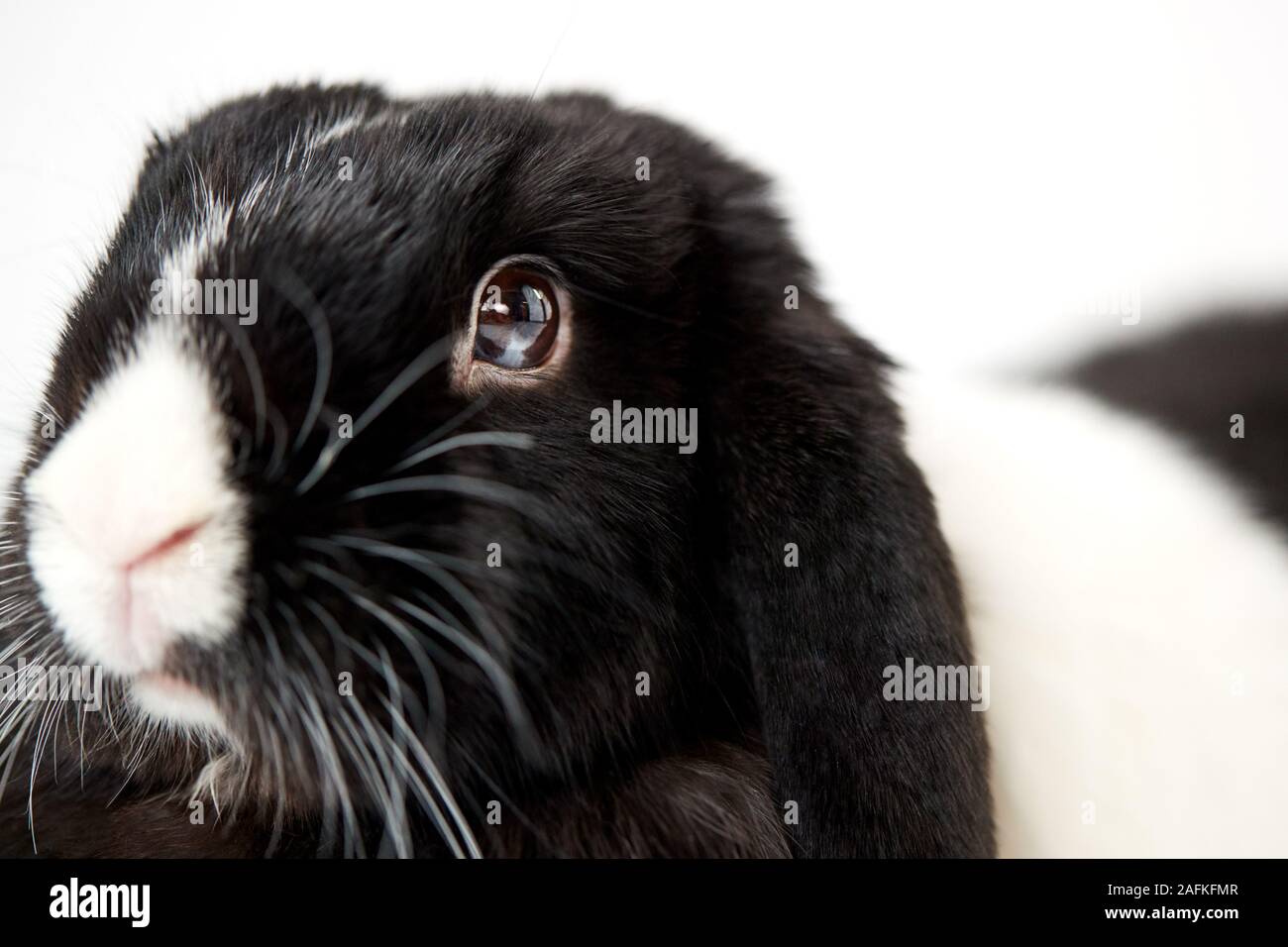 Close Up Of Miniature Black And White Flop Eared Rabbit Lying On White ...