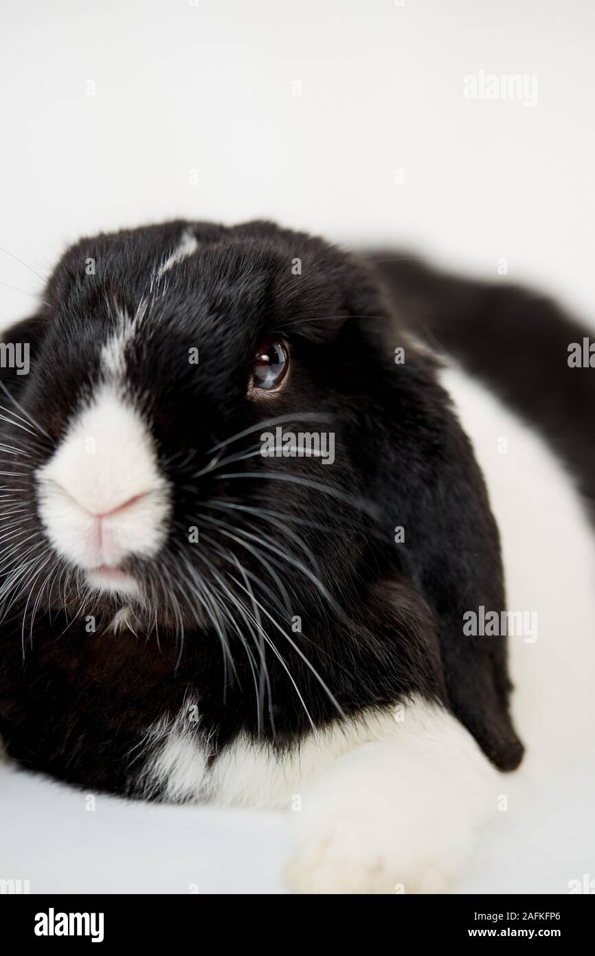 Floppy eared bunny hi-res stock photography and images - Alamy
