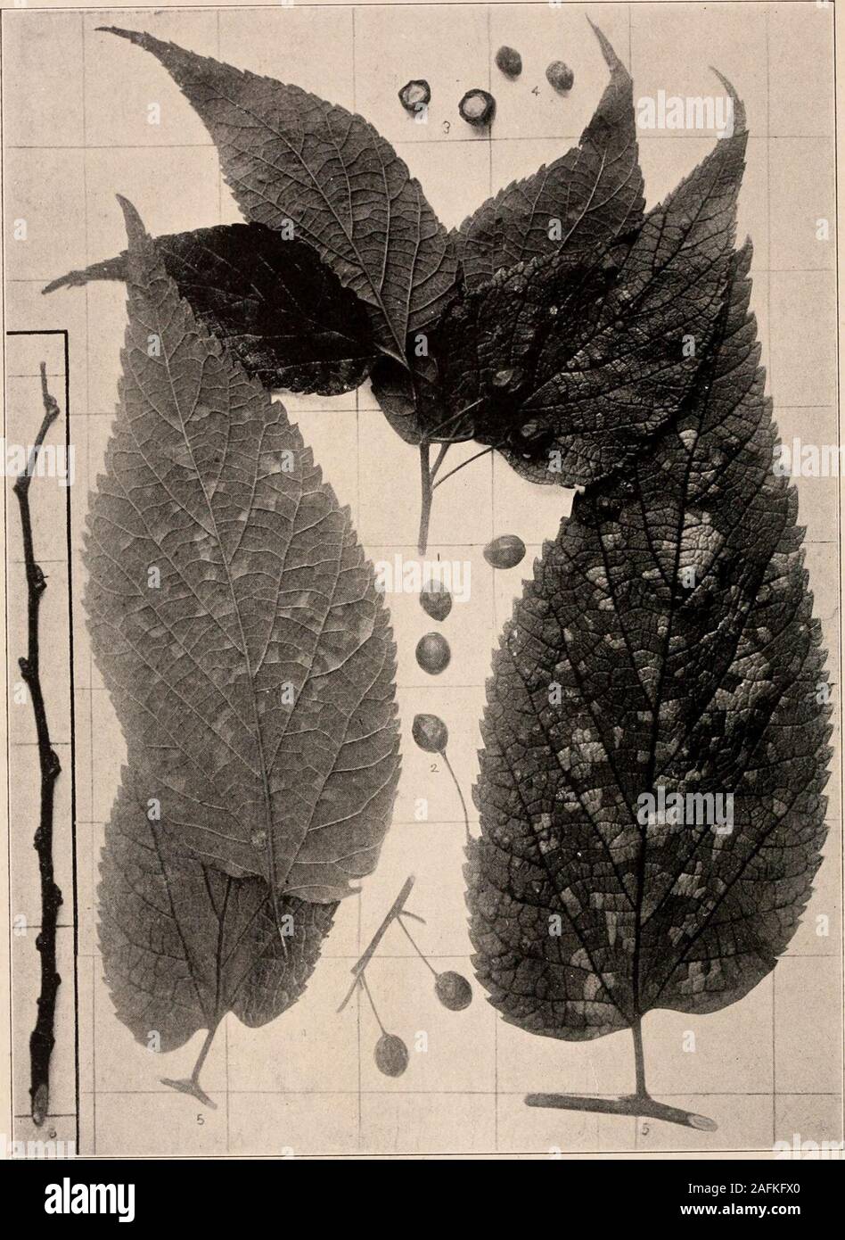 Hackberry tree structure hi-res stock photography and images - Alamy