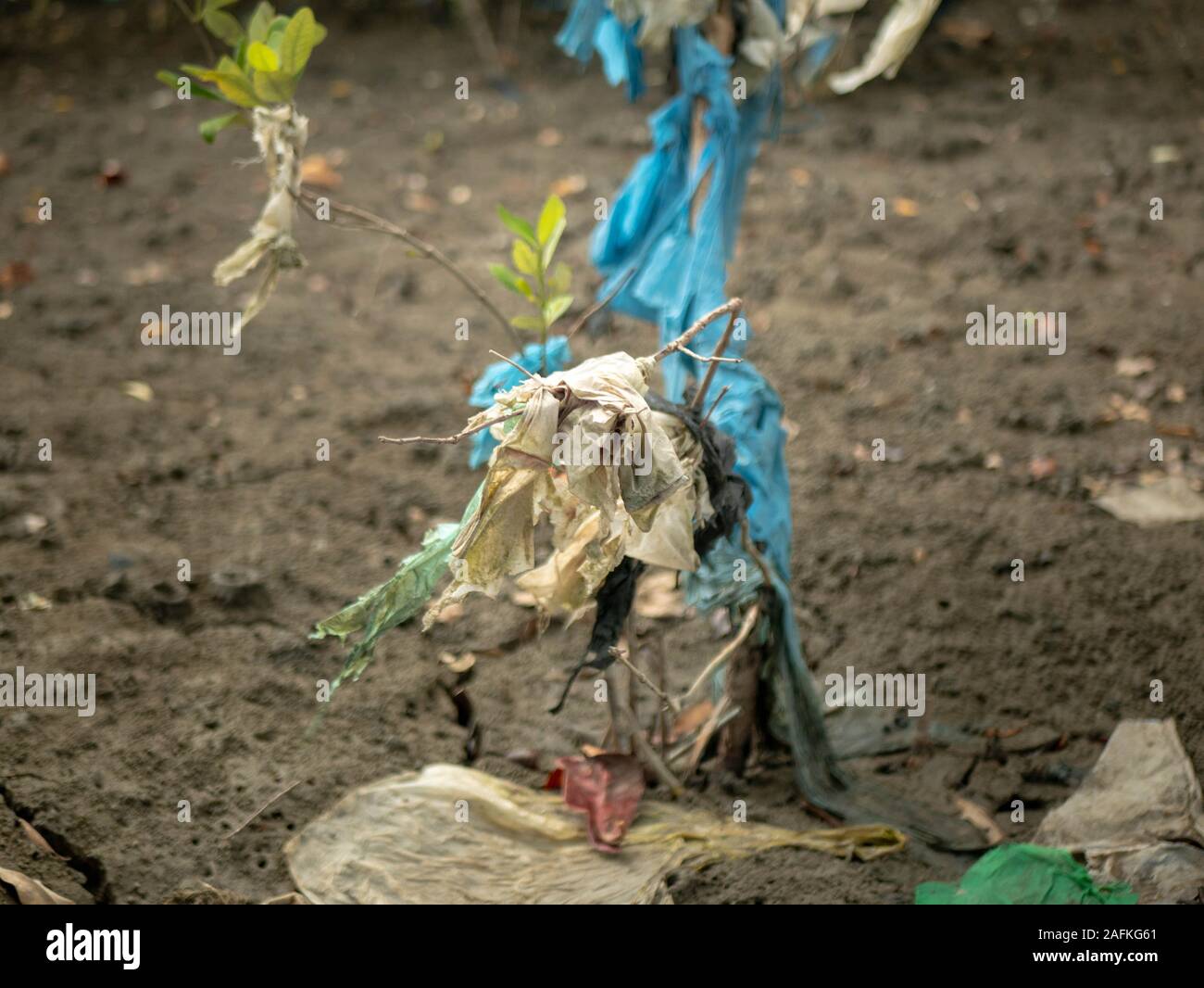 Plastic wasted stuck on mangrove Stock Photo - Alamy