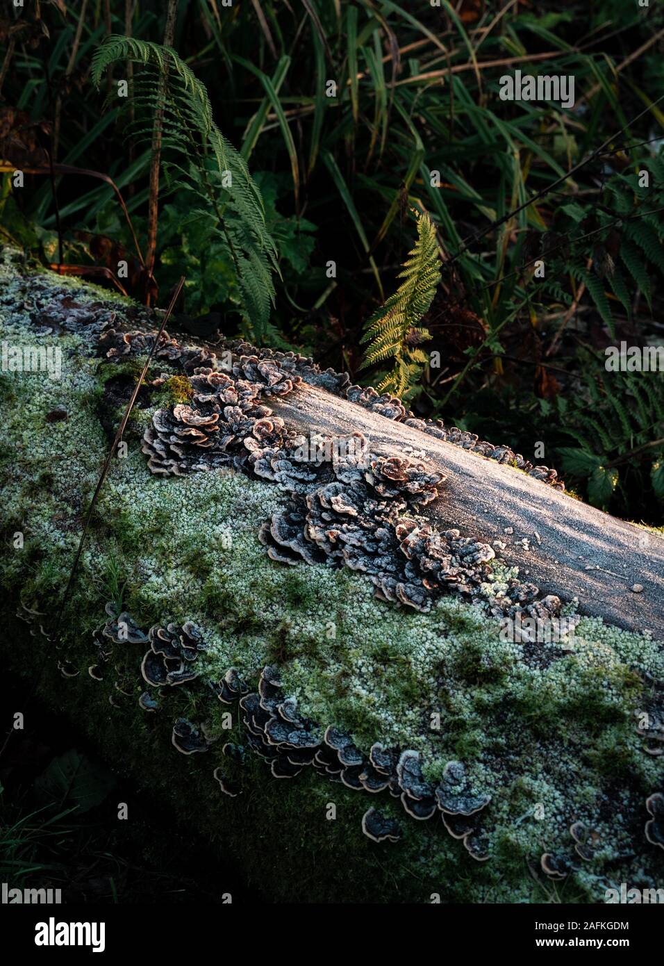 Golden moss on tree hi-res stock photography and images - Alamy