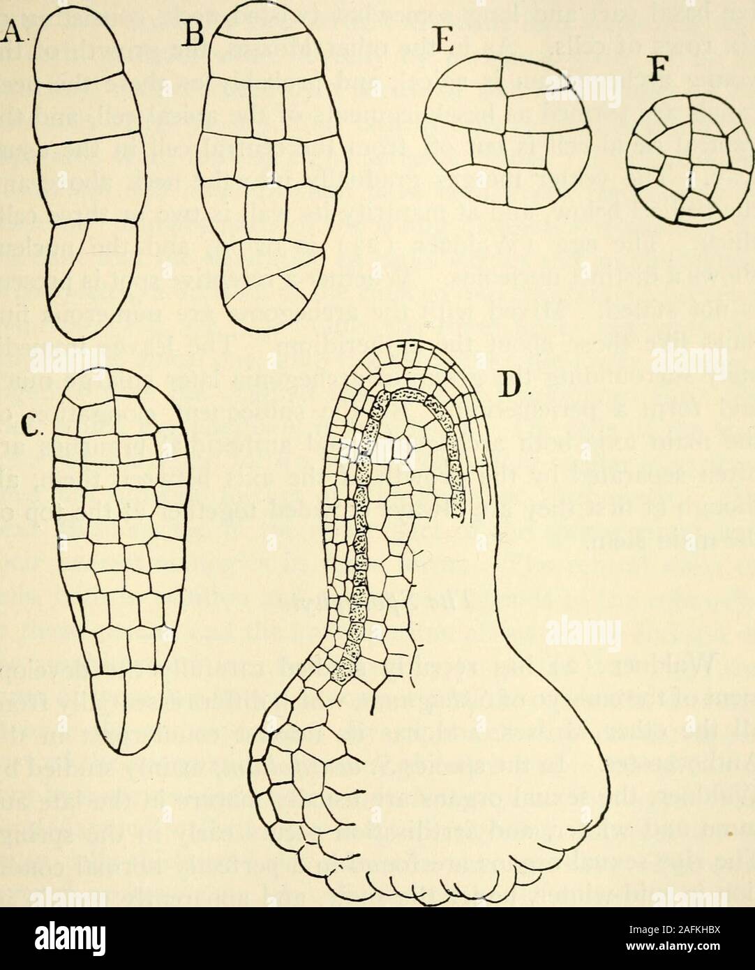 . The structure and development of mosses and ferns (Archegoniatae). he ...