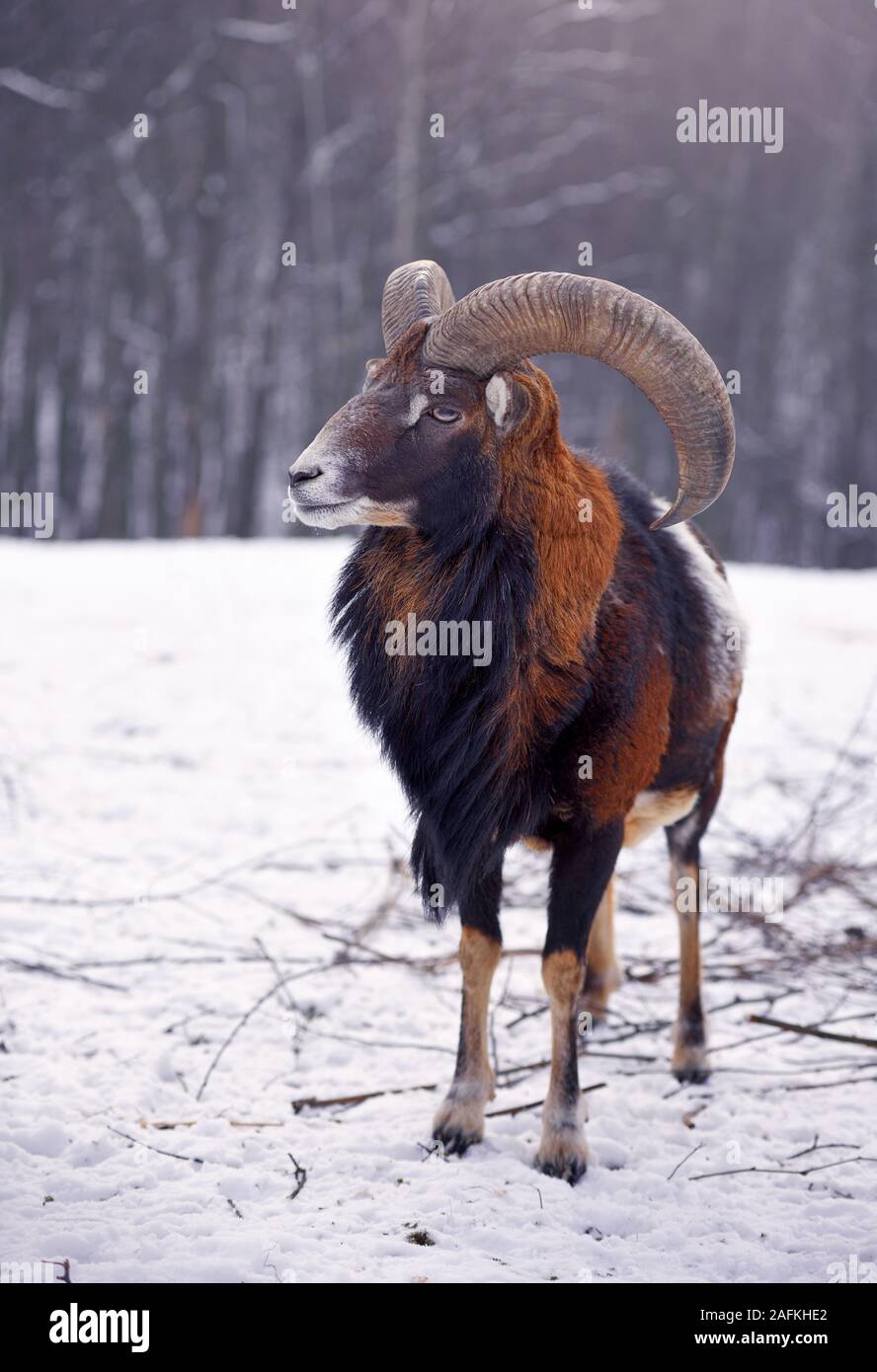 Mouflon Male (Ovis musimon) in the winter forest, horned animal in ...