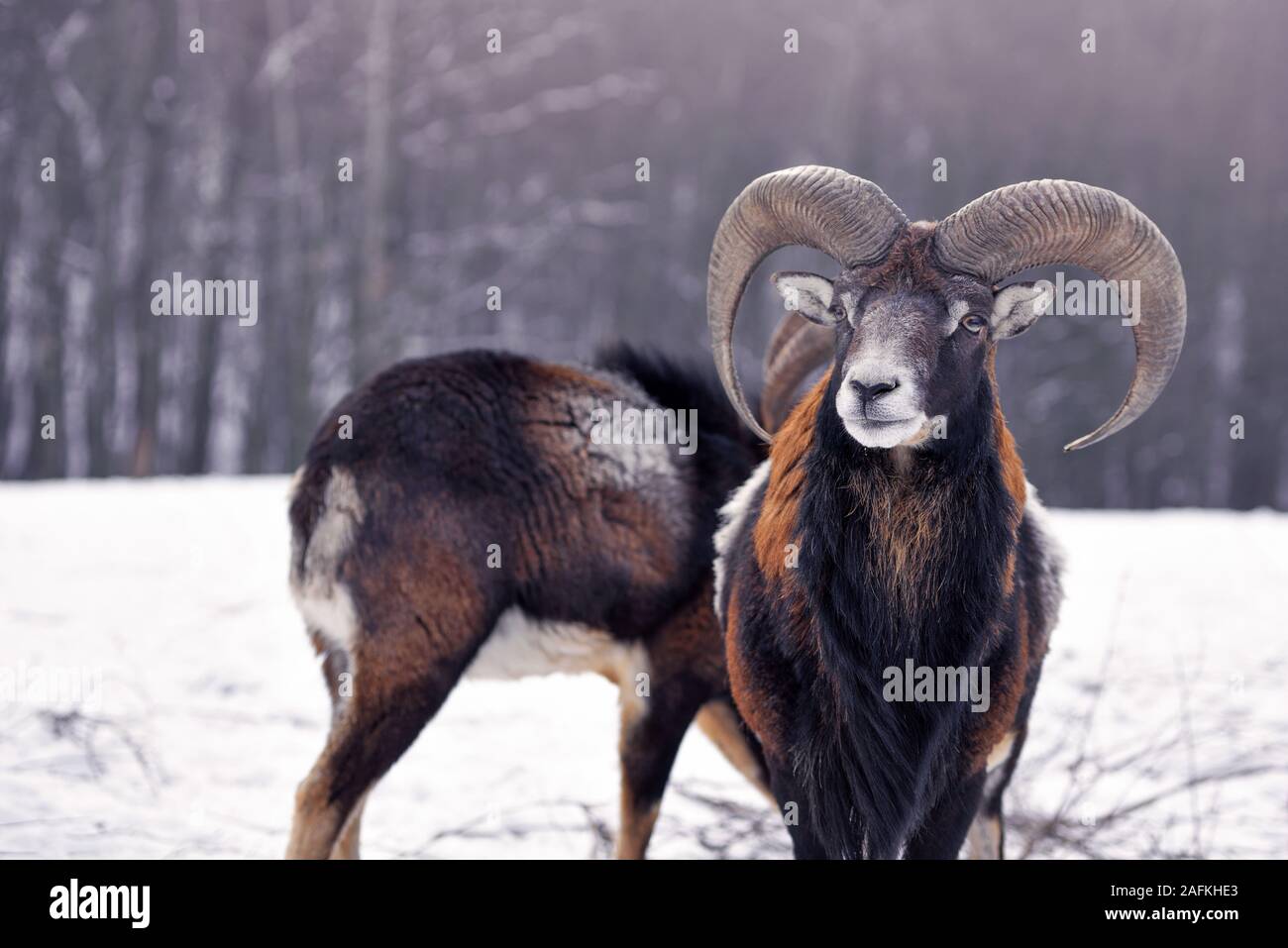 Mouflon Male (Ovis musimon) in the winter forest, horned animal in ...