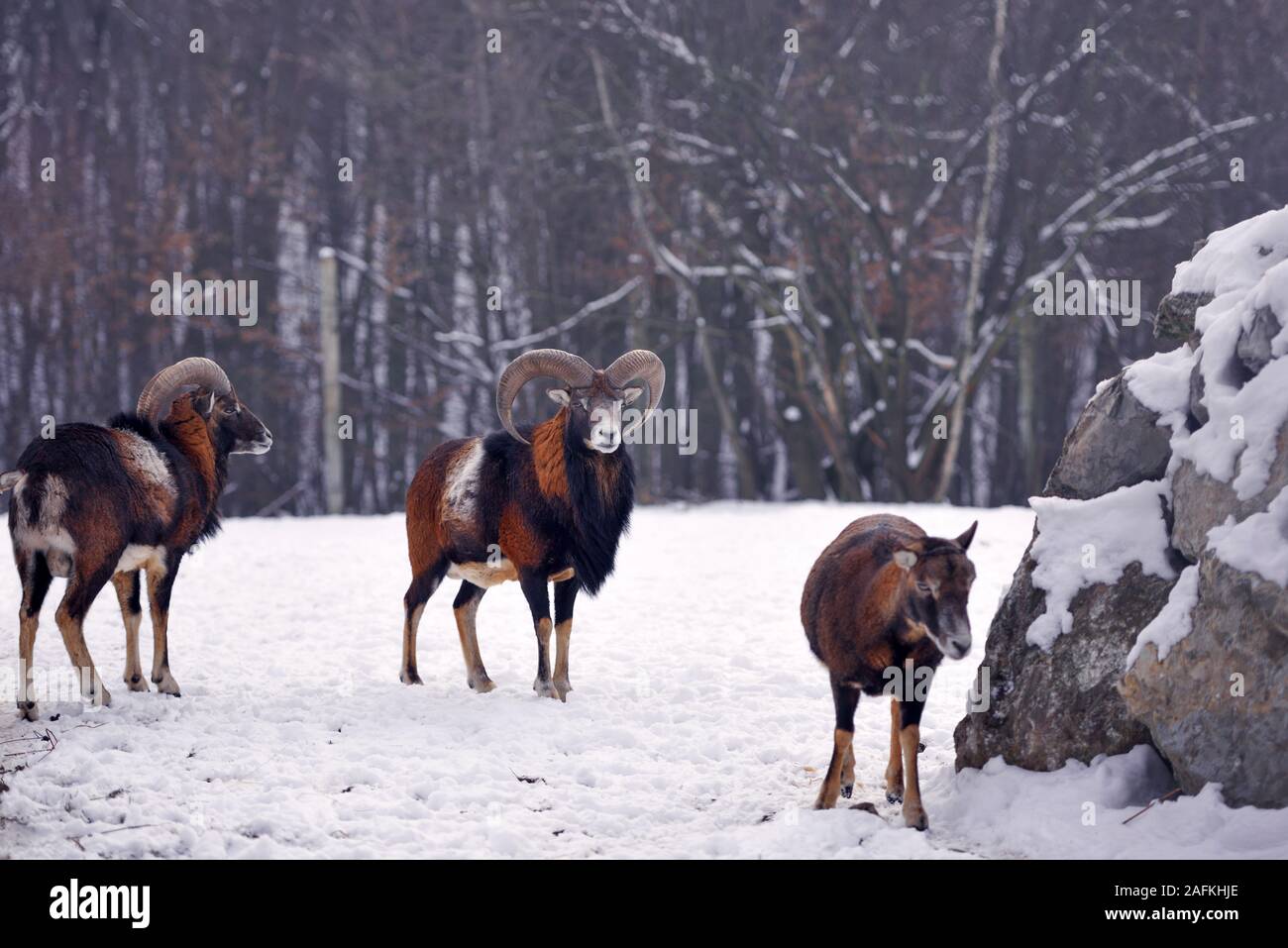 Mouflon Male (Ovis musimon) in the winter forest, horned animal in ...