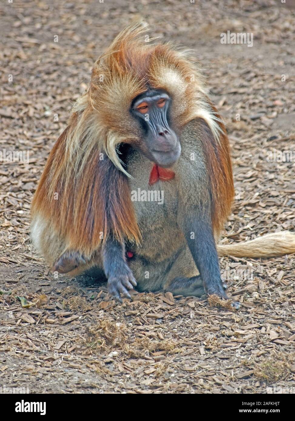 GELADA BABOON Thepithecus Gelada Ethiopia Africa Stock Photo - Alamy