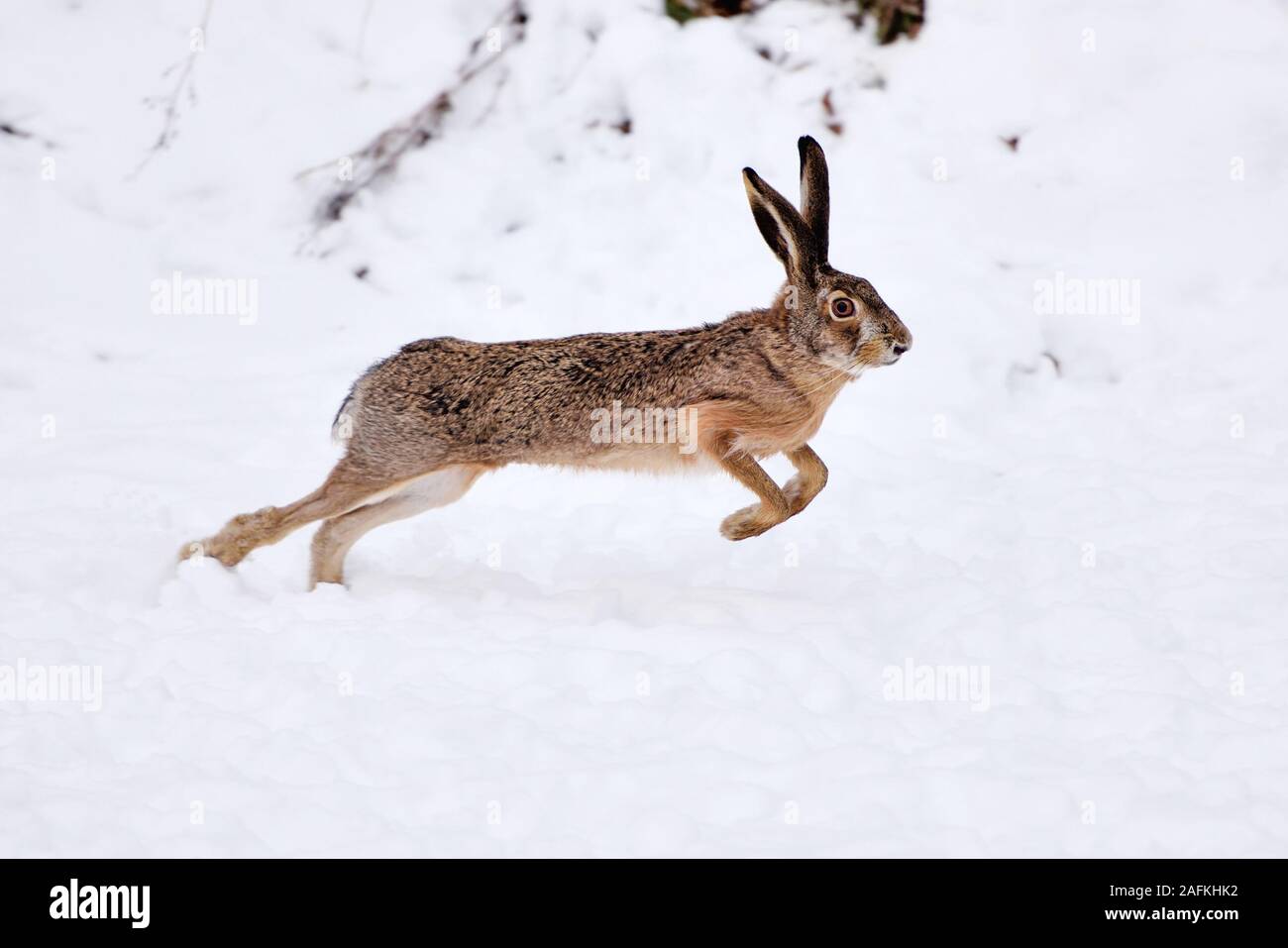 Snow Rabbit Running