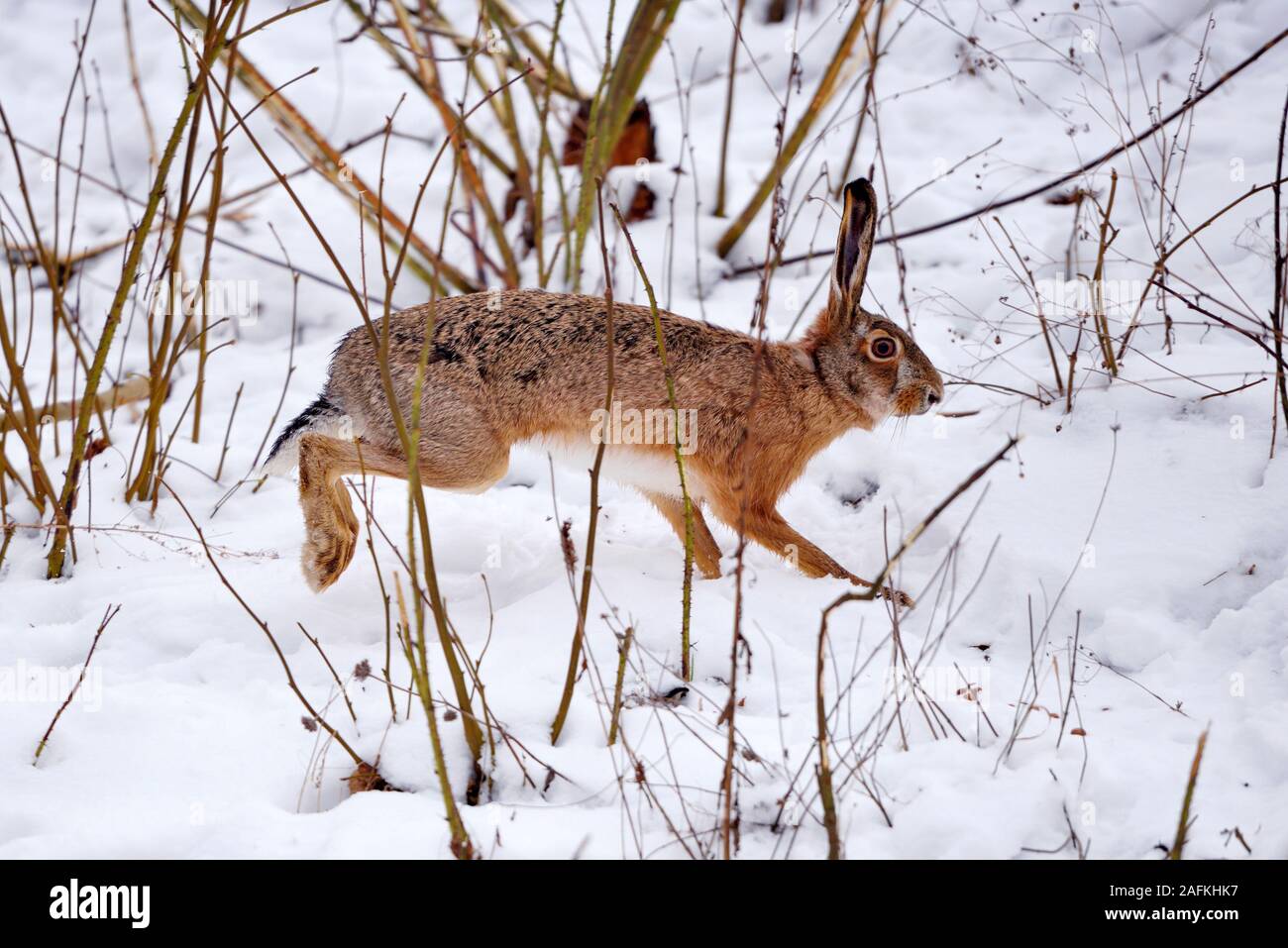 European hare jump hi-res stock photography and images - Alamy