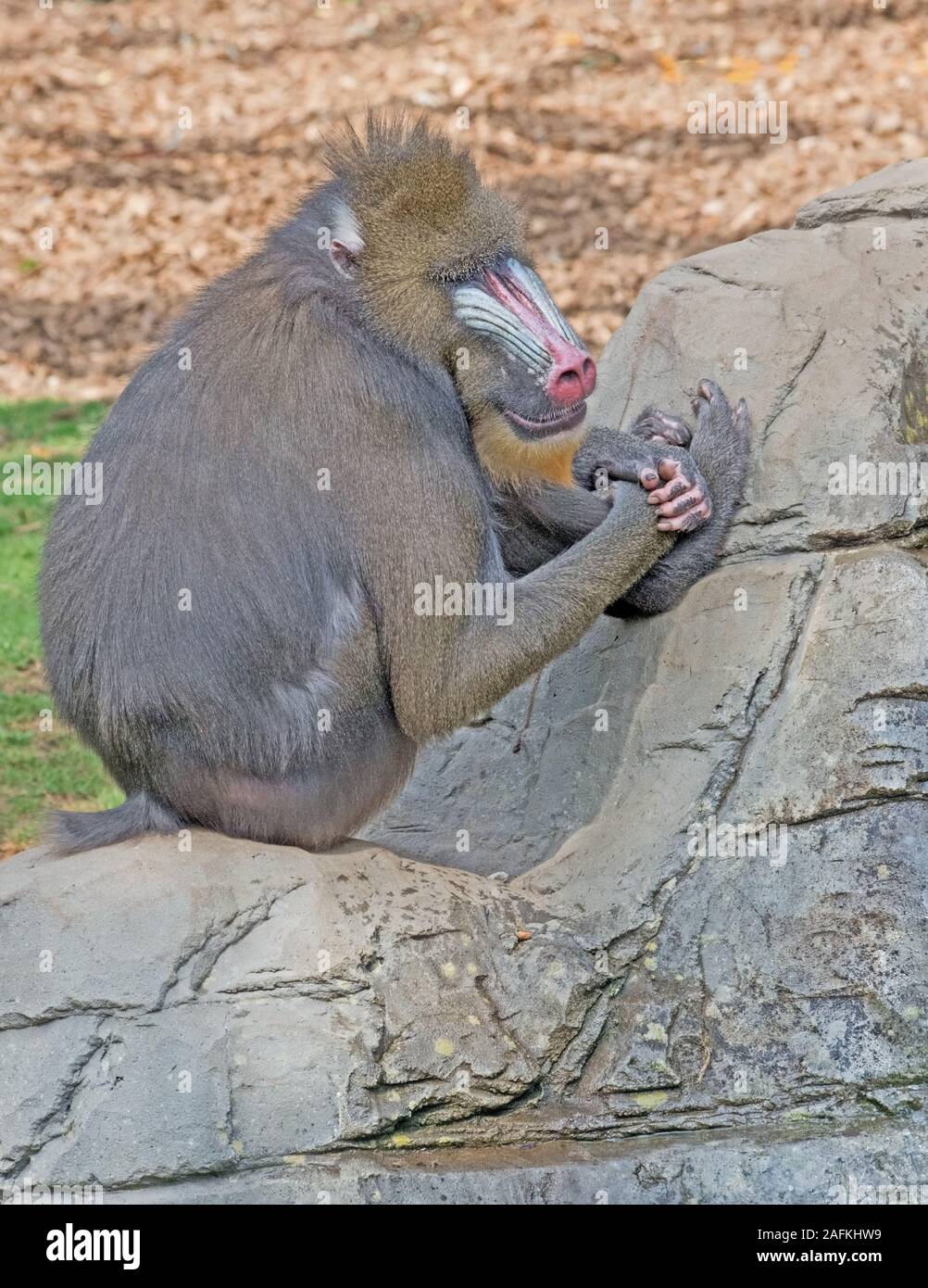 Mandrill Mandrillus Sphinx Africa Stock Photo - Alamy