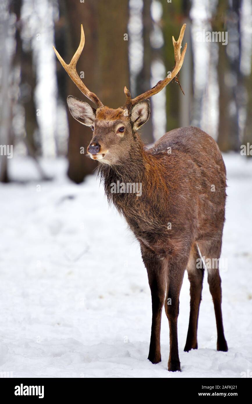 Winter wildlife group noble hi-res stock photography and images - Alamy