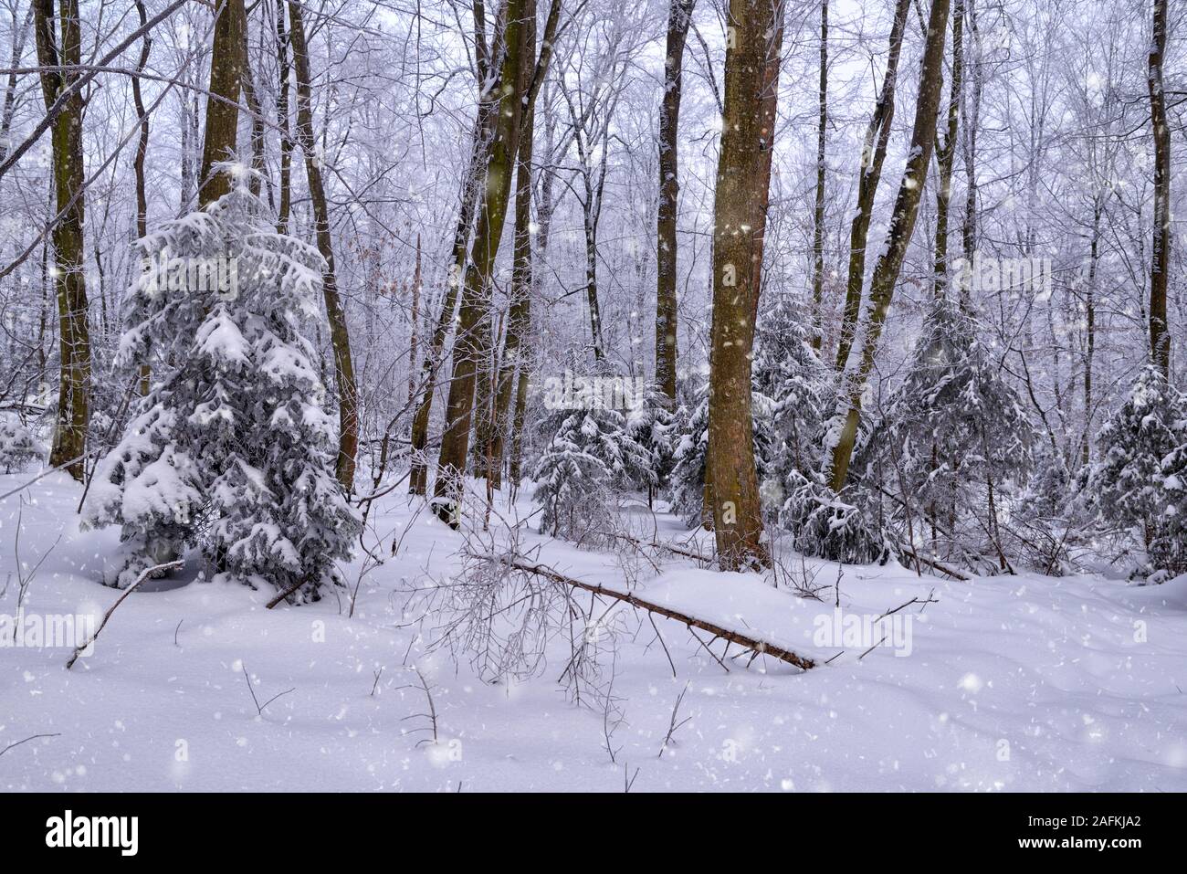 Winter forest in a frosty snowy day Stock Photo - Alamy