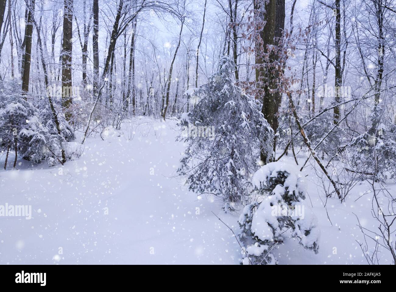 Winter forest in a frosty snowy day Stock Photo - Alamy