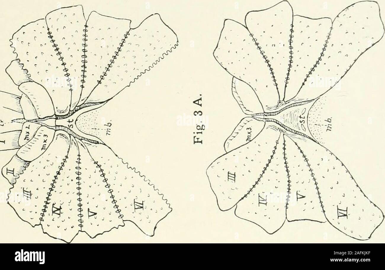 Meatu hi-res stock photography and images - Alamy