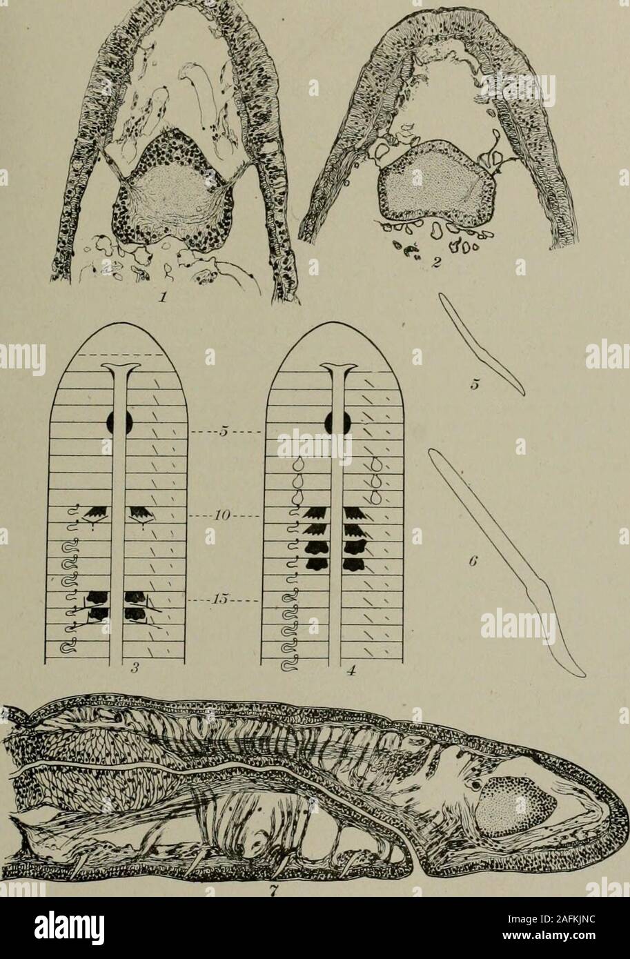 . Bulletin. si. frontal section tlirough prostomium and brain in ...