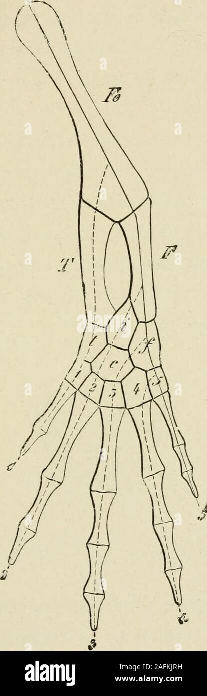 . The Bible and science. Fig. 86.—Skeleton of the manus or liand of ...