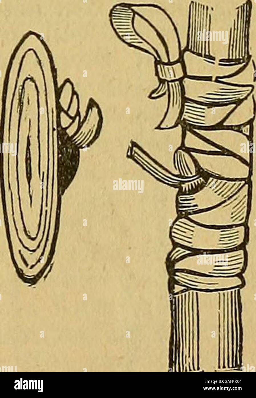 . How to propagate and grow fruit. Bud; 13 HOW TO GRAFT Stock Photo - Alamy