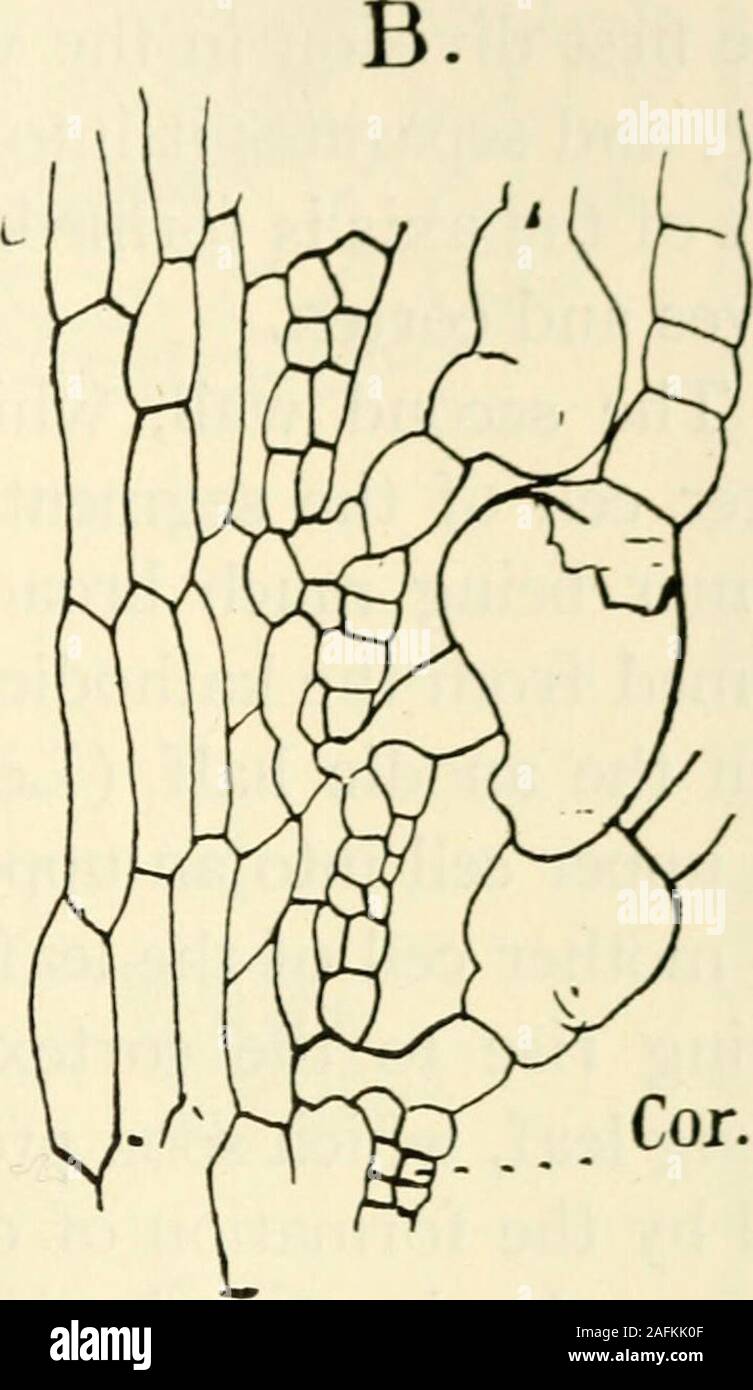. The structure and development of mosses and ferns (Archegoniatae ...