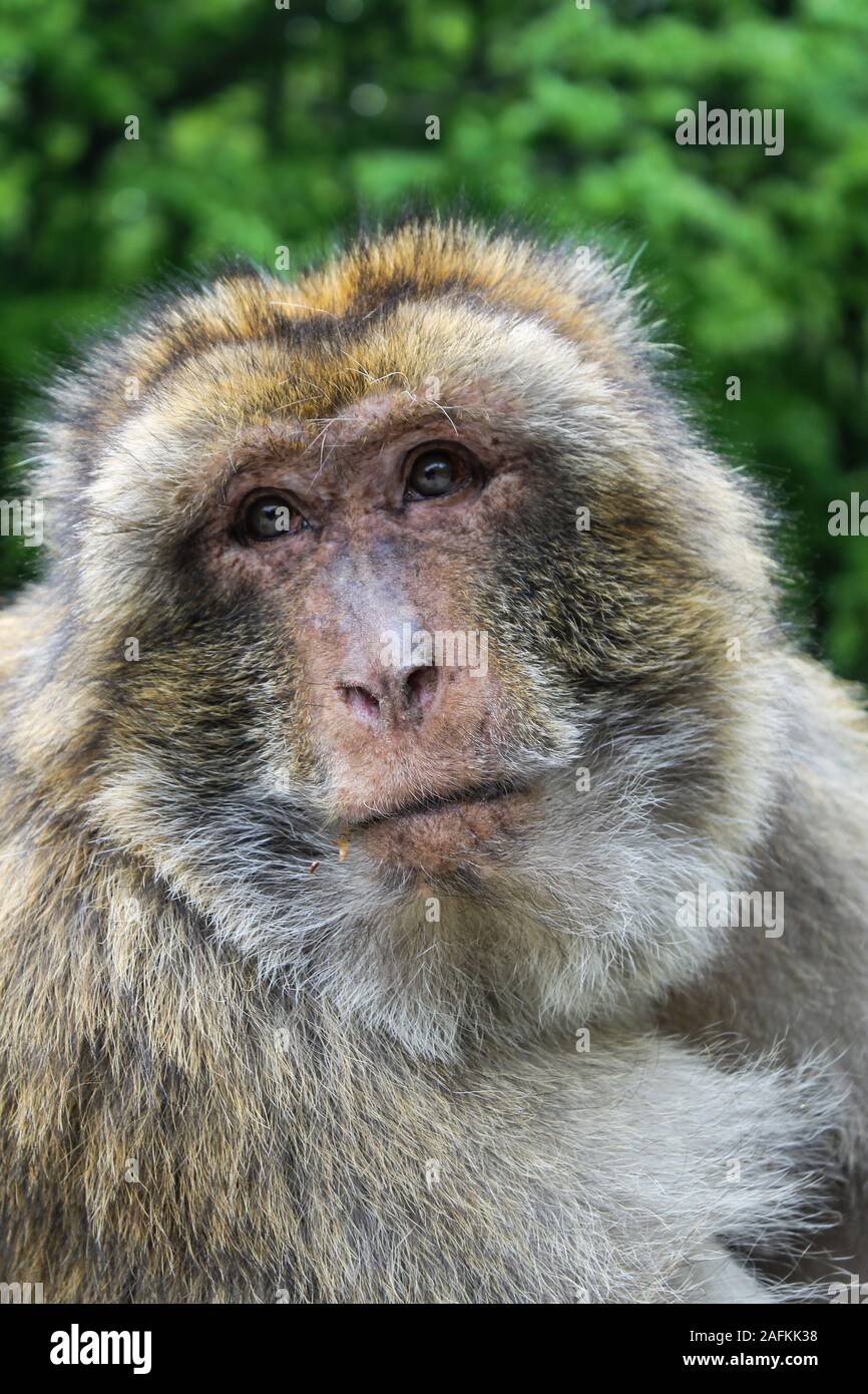 Berber Monkey in Affenberg Salem, Germany Stock Photo - Alamy