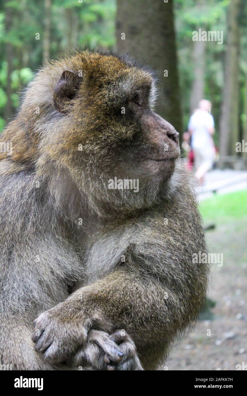Berber Monkey in Affenberg Salem, Germany Stock Photo - Alamy