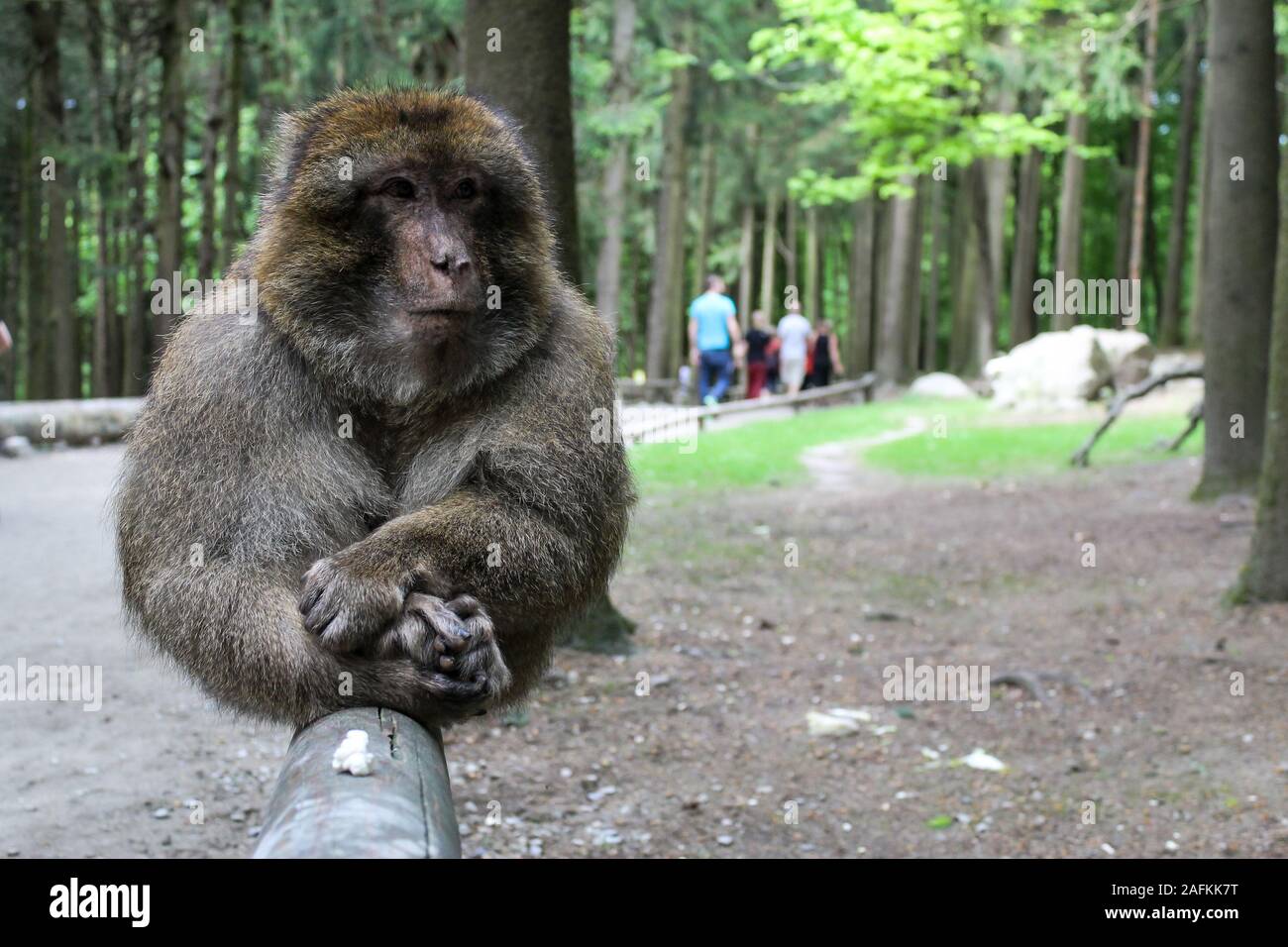 Berber monkey hi-res stock photography and images - Alamy