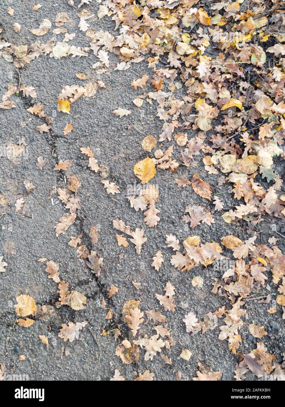 Asphalt leaves hi-res stock photography and images - Alamy